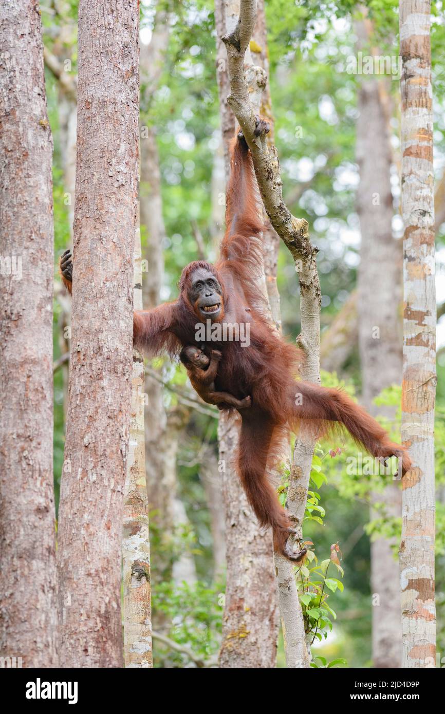 Borneo Orangutan (Pongo pygmaeus wurmbi) and it's tiny infant moving ...