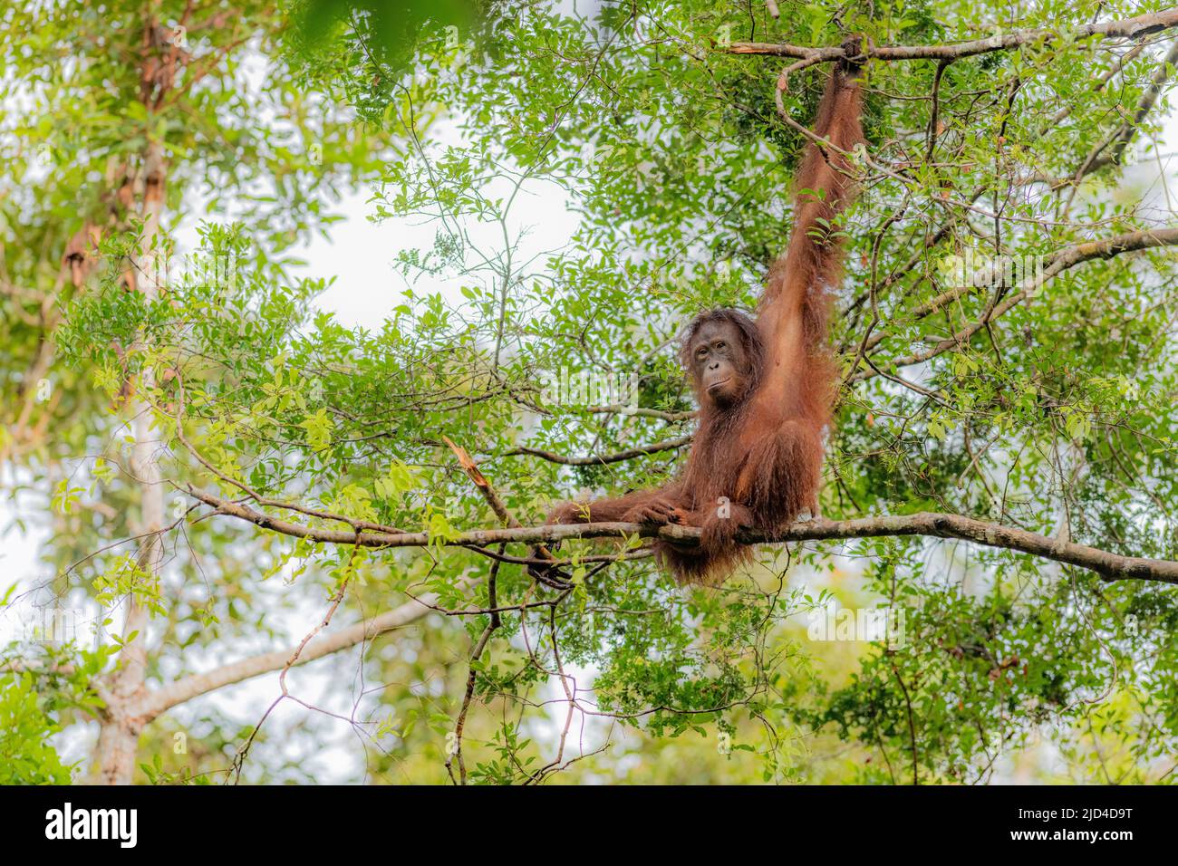 Borneo Orangutan (Pongo pygmaeus wurmbi) from Tanjung Puting National ...