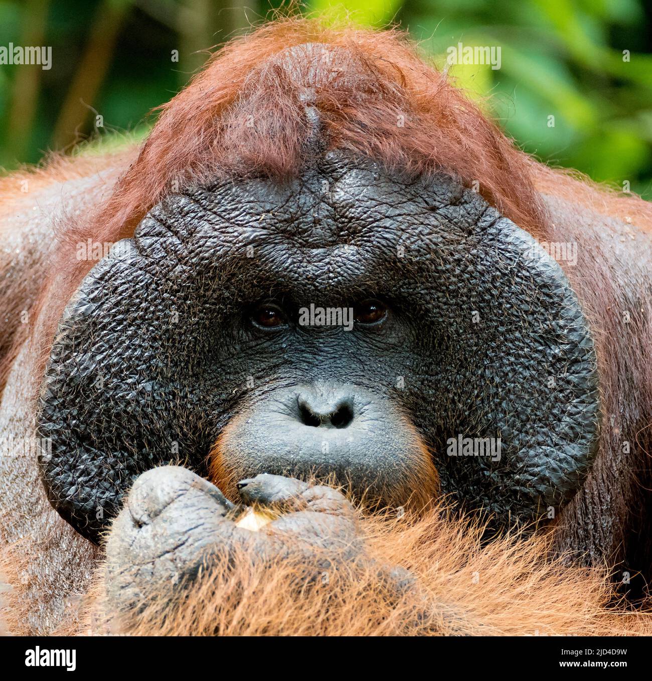 Face of a huge male orangutang (Pongo pygmaeus wurmbi) from Tanjung ...