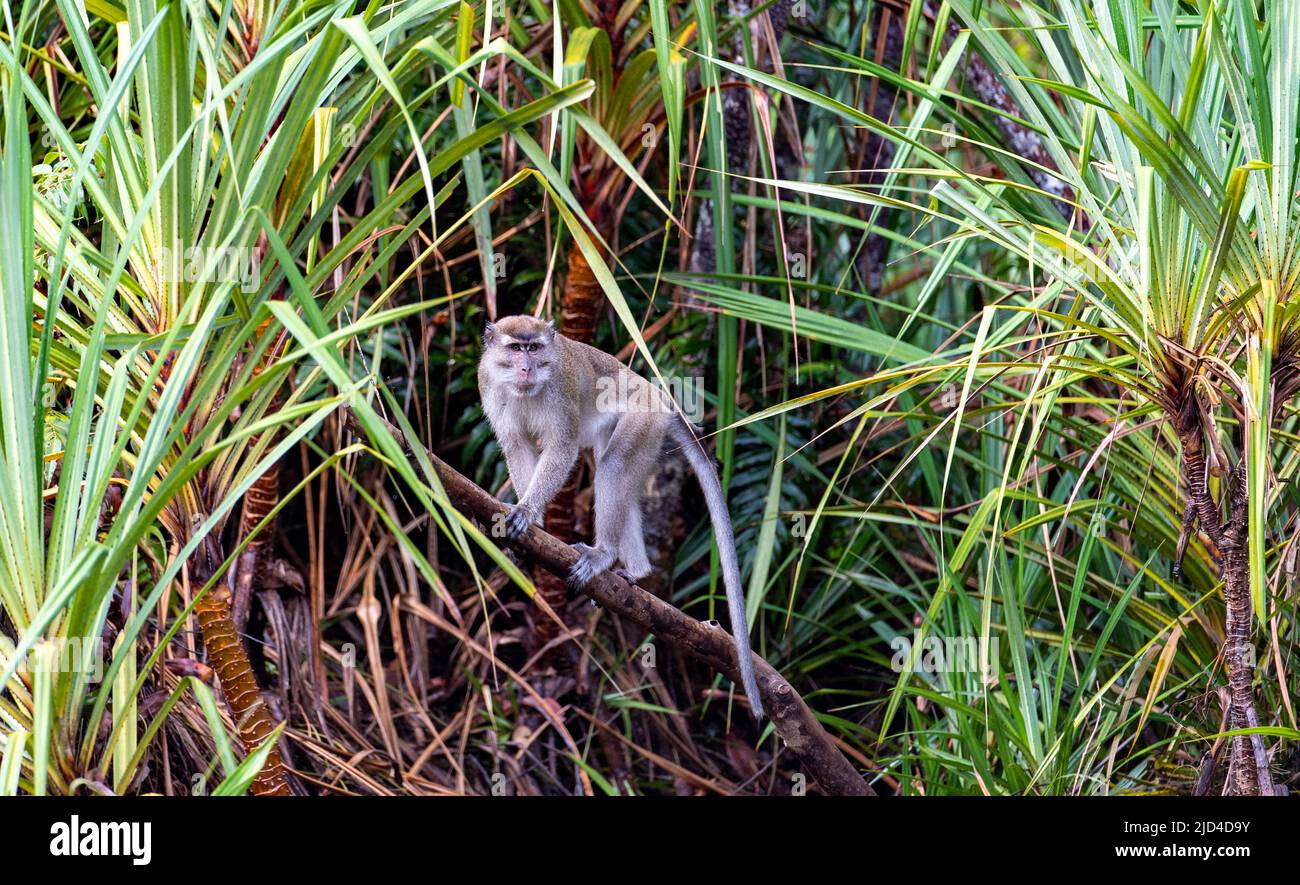 Crab-eating macaque (Macaca fascicularis) from Tanjung Puting National ...