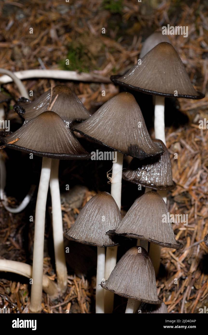Comon Inkcap, Coprinopsis atramentaria Stock Photo - Alamy