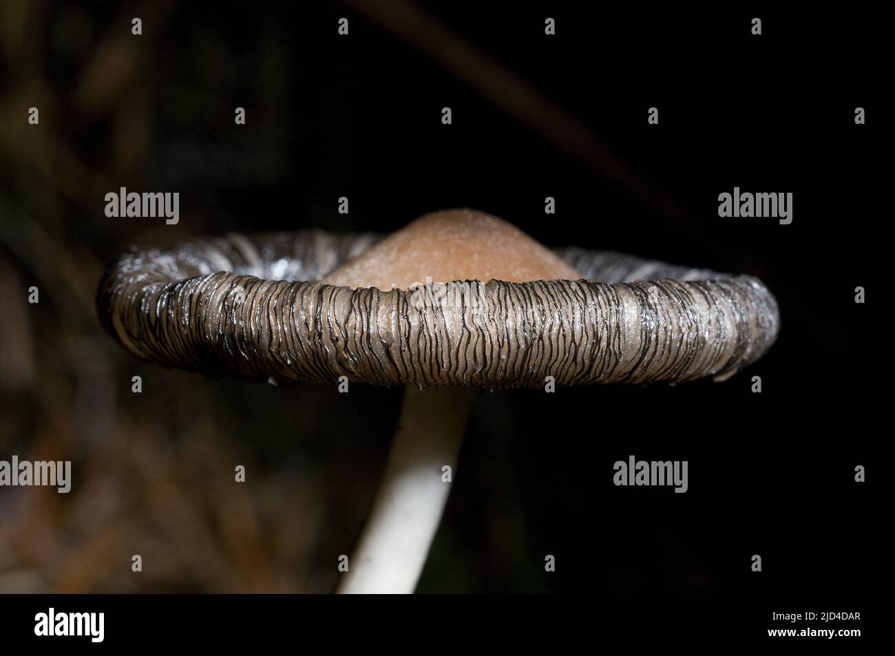 Comon Inkcap, Coprinopsis atramentaria Stock Photo - Alamy