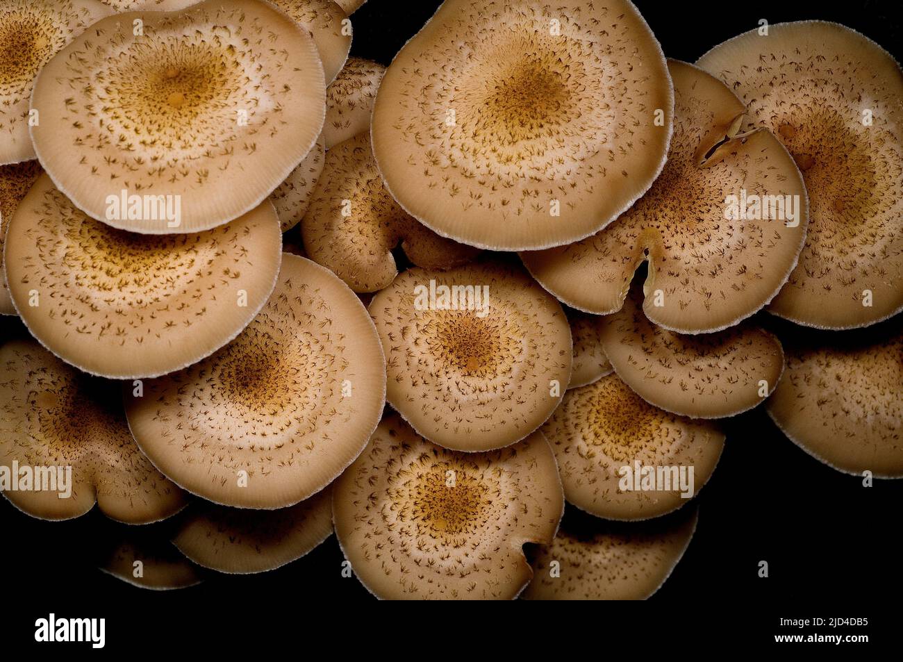 Honey Mushroom, Armillaria sp Stock Photo - Alamy