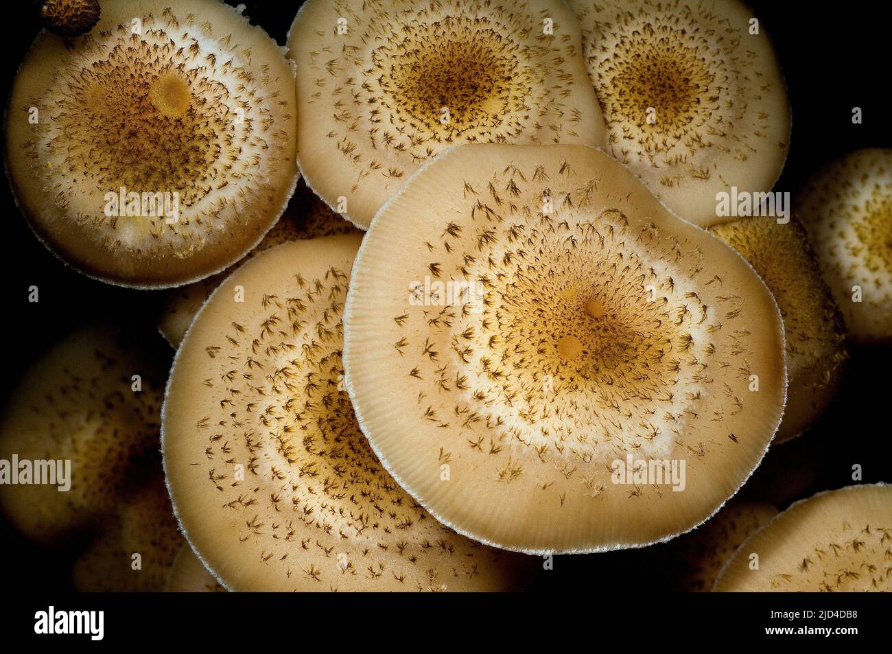 Honey Mushroom, Armillaria sp Stock Photo - Alamy