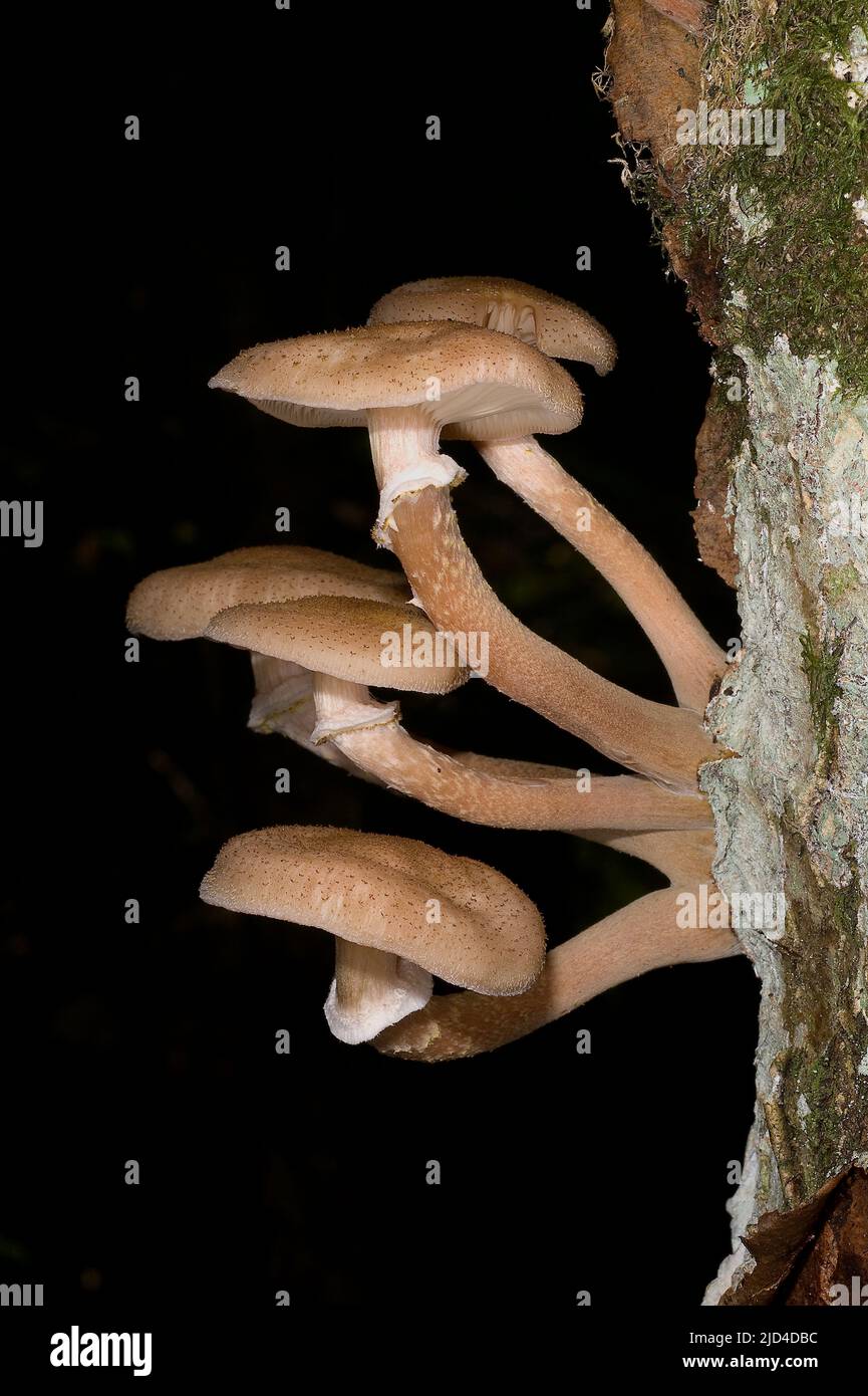 Armillaria sp hi-res stock photography and images - Alamy