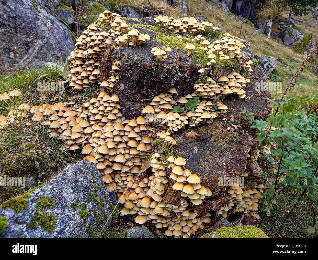 Large stand of sulphur tuft (Hypholoma fasciculare) from Hidra, south ...