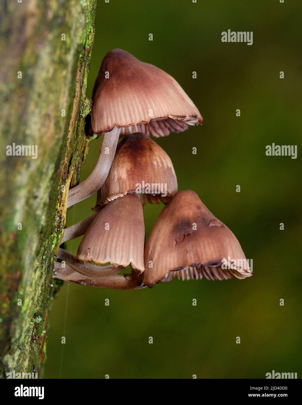 Oak-stump bonnet cap (Mycena inclinata) from Hidra, south-western ...
