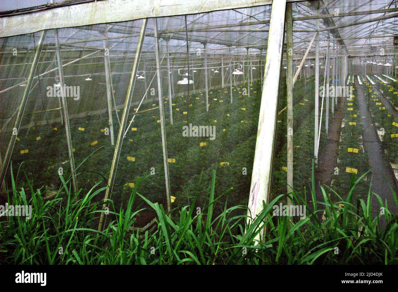 A roadside strawberry farm in Ciputri, Pacet, Cianjur, West Java ...