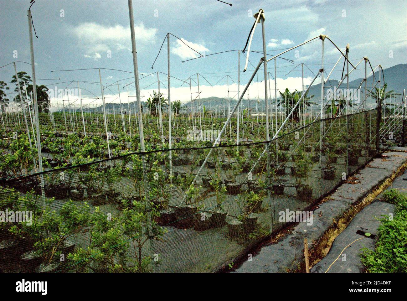 A roadside strawberry farm in Ciputri, Pacet, Cianjur, West Java ...