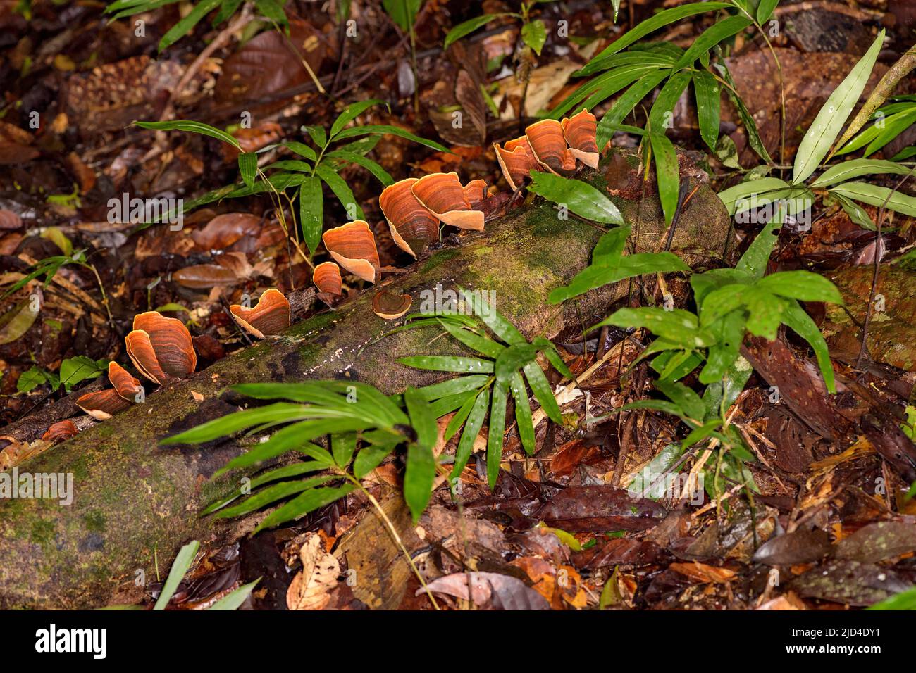 Microporus sp hi-res stock photography and images - Alamy