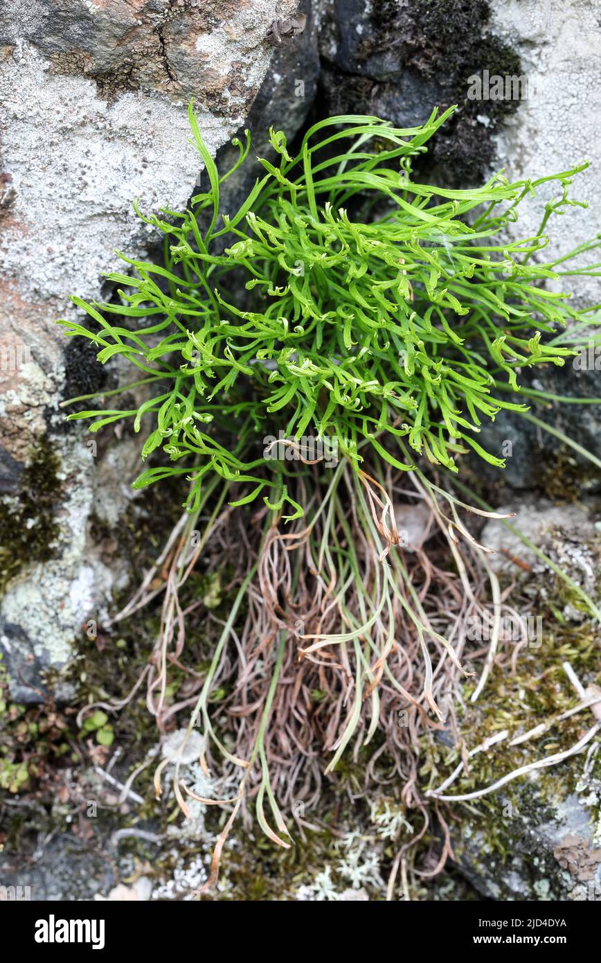 Forked leaf hi-res stock photography and images - Alamy