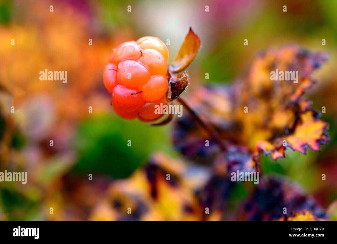 Cloudberry (Rubus chamaemorus) from Lierne National Park (Tröndelag ...