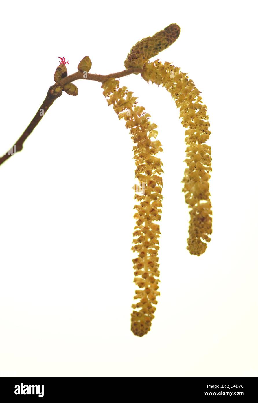 Hazel catkins male female hi-res stock photography and images - Alamy