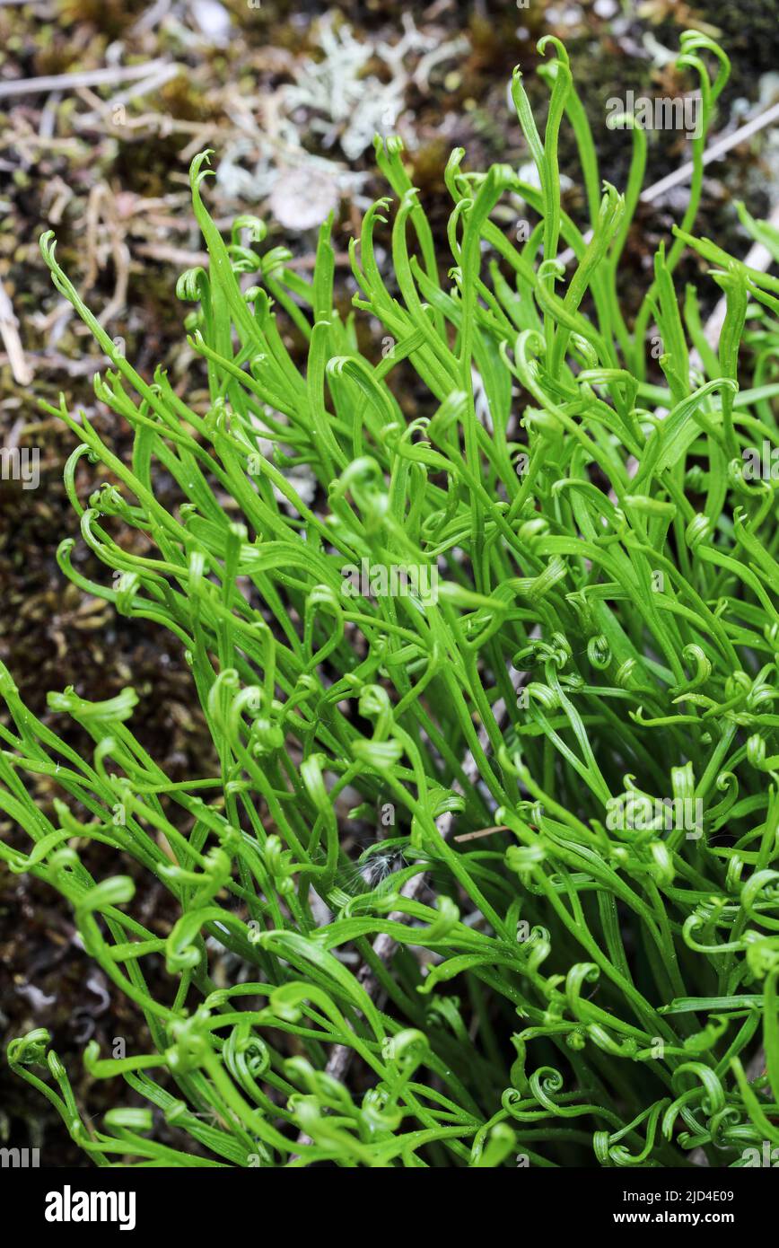 Forked fern hi-res stock photography and images - Alamy