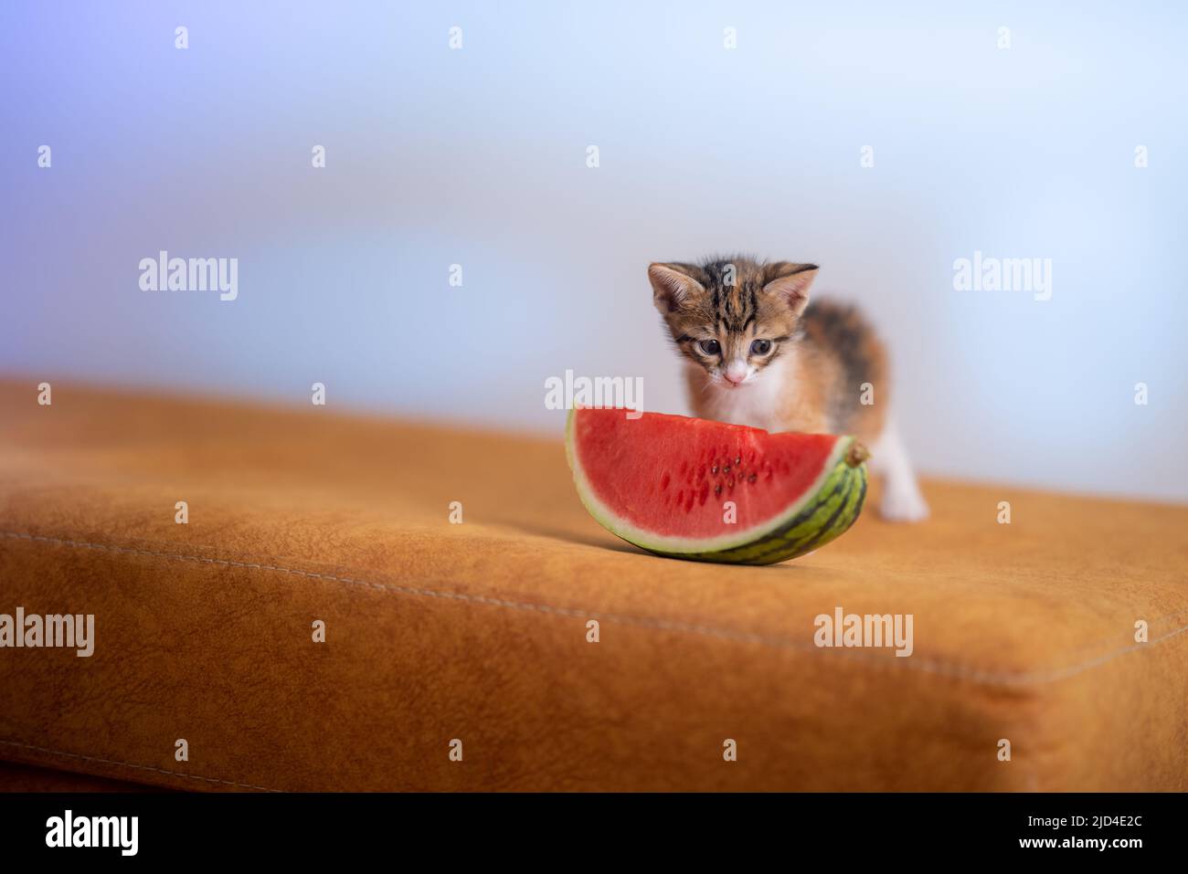 Ginger Kitten standing next to a slice of watermelon with selective ...