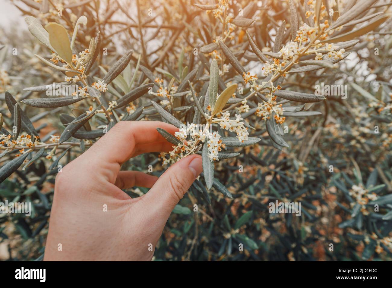 Pollination aid hi-res stock photography and images - Alamy