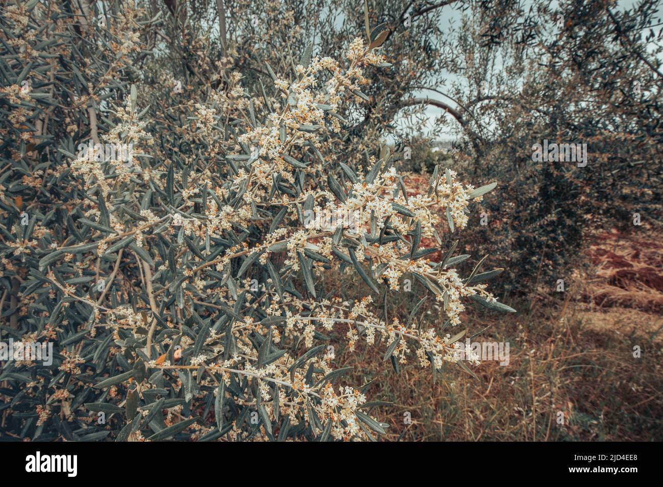 A blooming olive tree on an oil production farm at spring. Flowers and ...