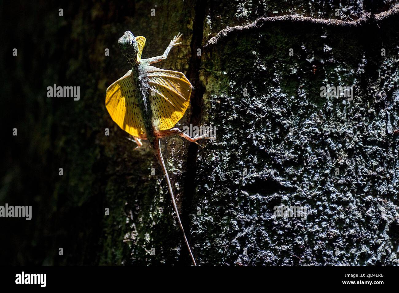Draco lineatus spilonotus hi-res stock photography and images - Alamy
