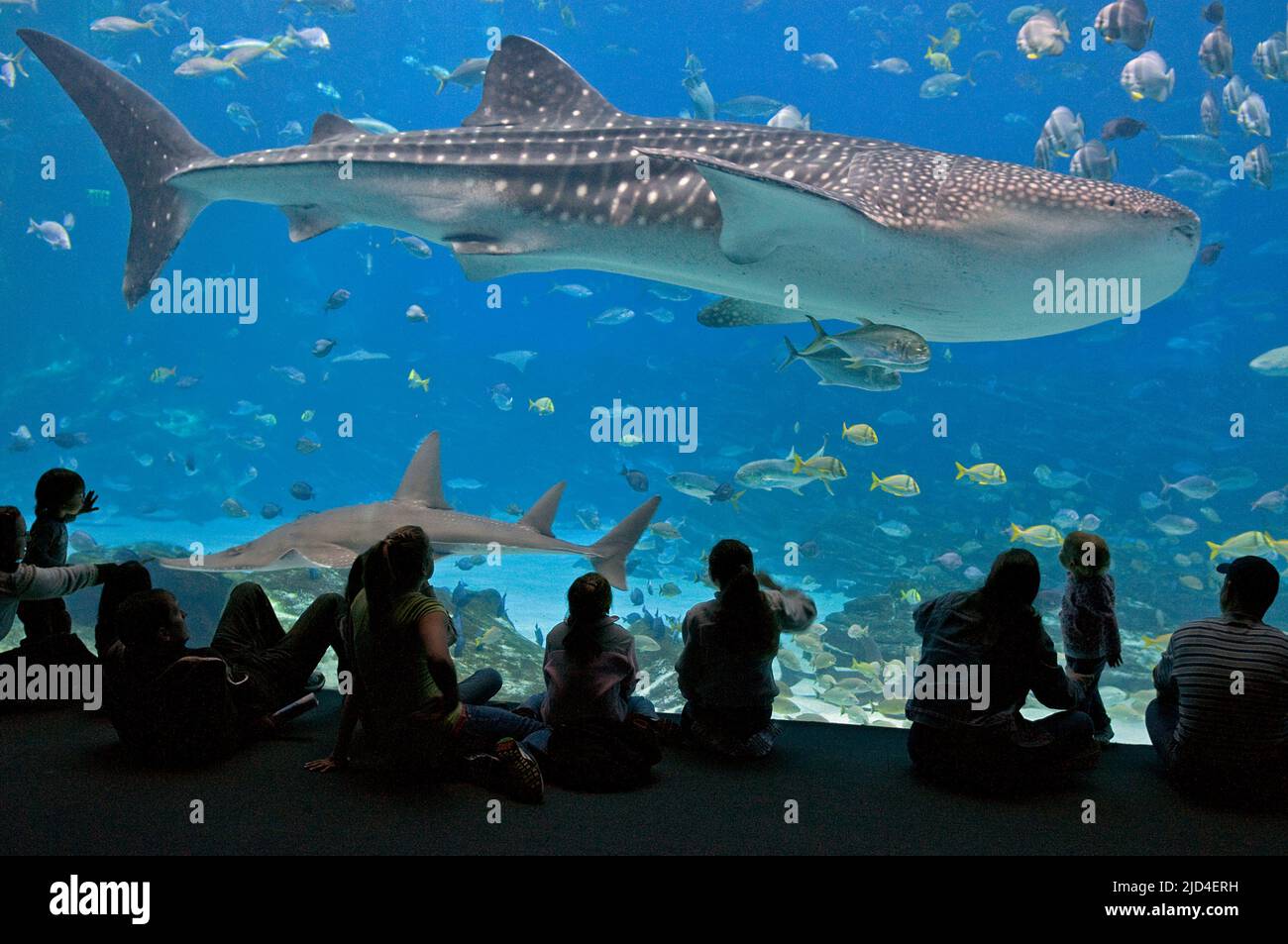 Large display aquarium spectators hi-res stock photography and images ...