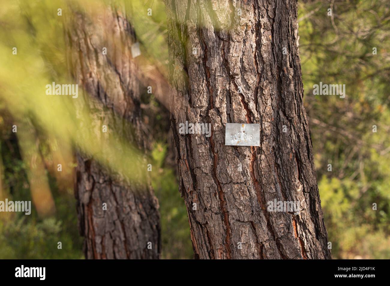 Number mark on a trunk of a pine tree in park. Forestry protection and ...