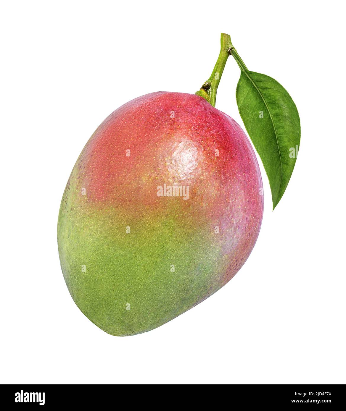 Mango isolated on white background Stock Photo - Alamy