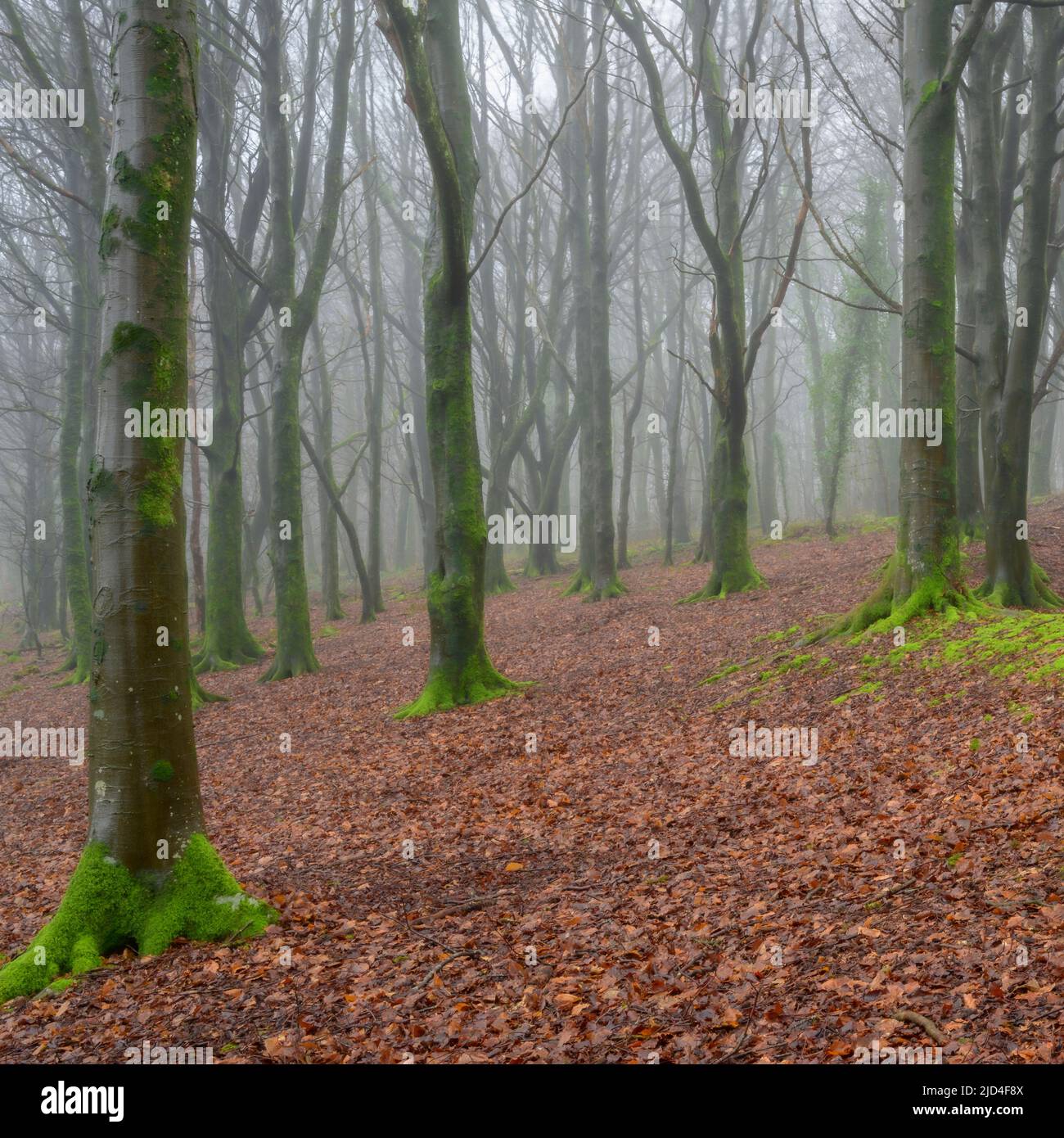 Brighstone Forest in the Mist, Brighstone, Isle of Wight, UK Stock ...