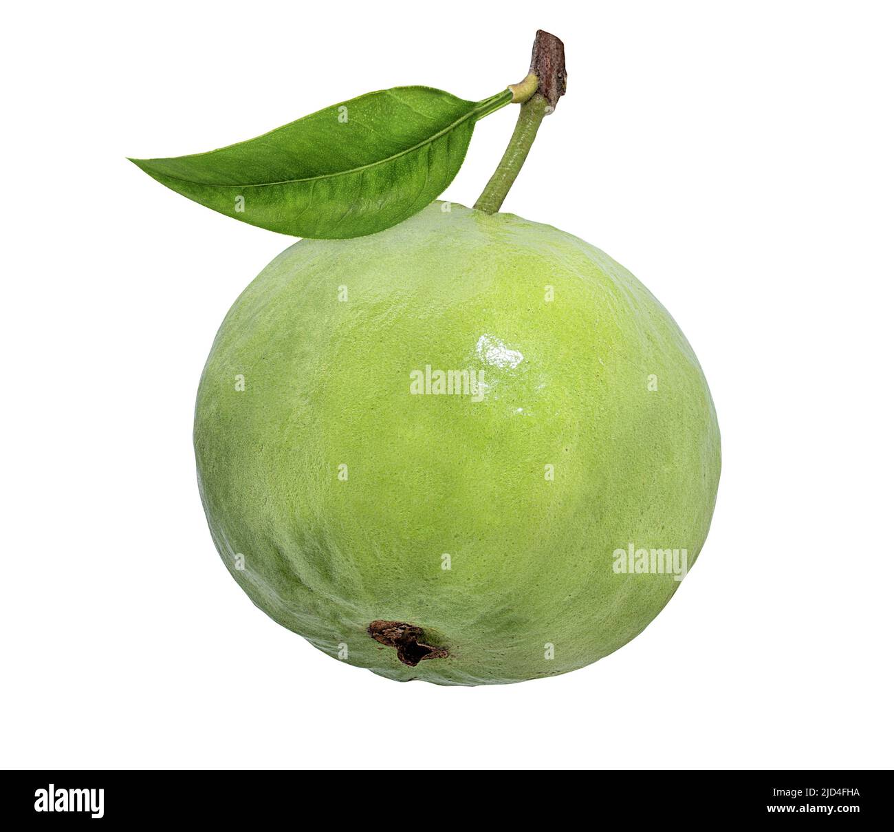 Guava isolated on white background Stock Photo - Alamy