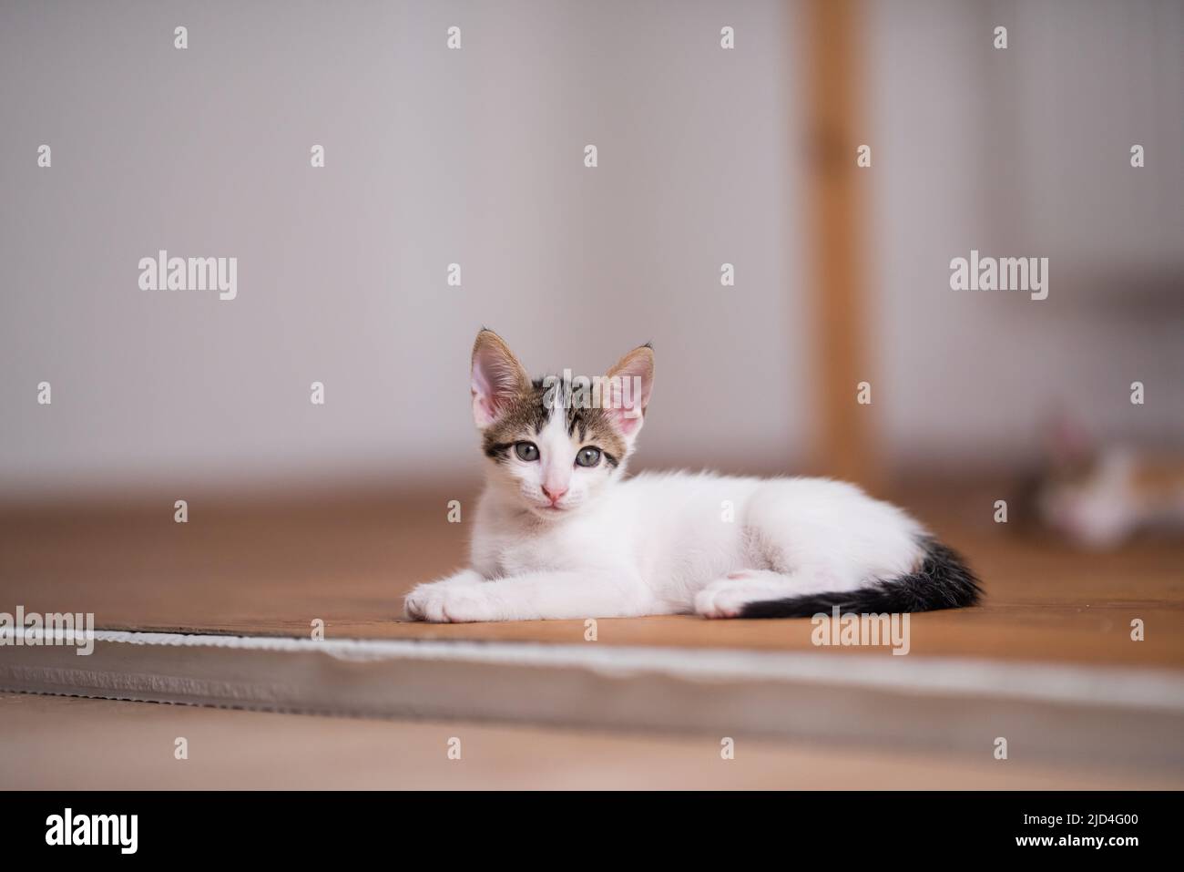 White kitten close up portrait with selective focus Stock Photo - Alamy