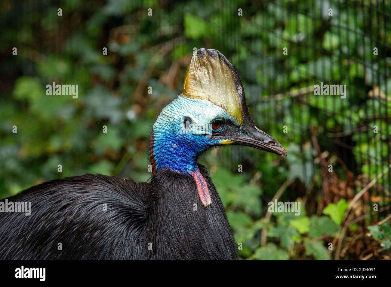 profile of head and neck of a Southern cassowary (Casuarius casuarius ...