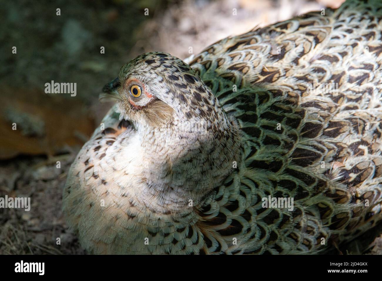 resting female Common pheasant (Phasianus colchicus) isolated in a ...