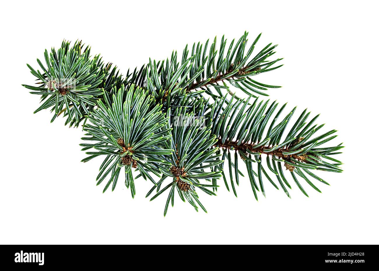 Fir tree branch isolated on white background Stock Photo - Alamy