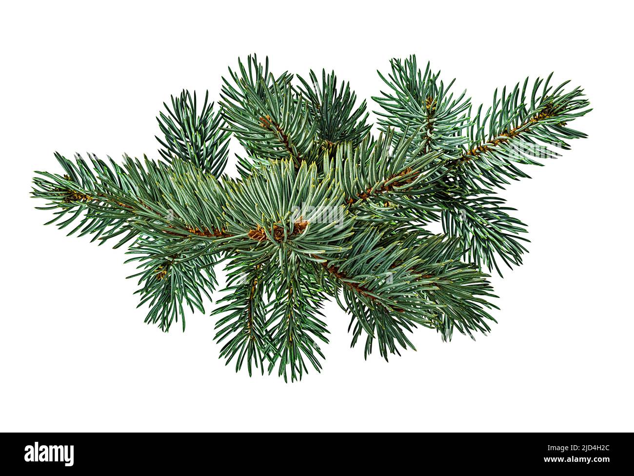 Fir tree branch isolated on white background Stock Photo - Alamy