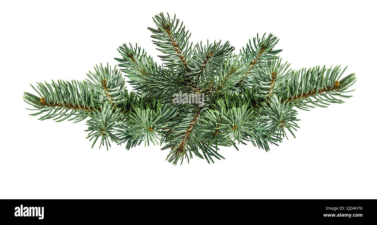 Fir tree branch isolated on white background Stock Photo - Alamy