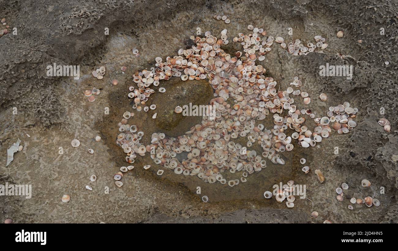 Volcanogenic rock slabs of Tel Dor(Israel)filled with shells of sea ...