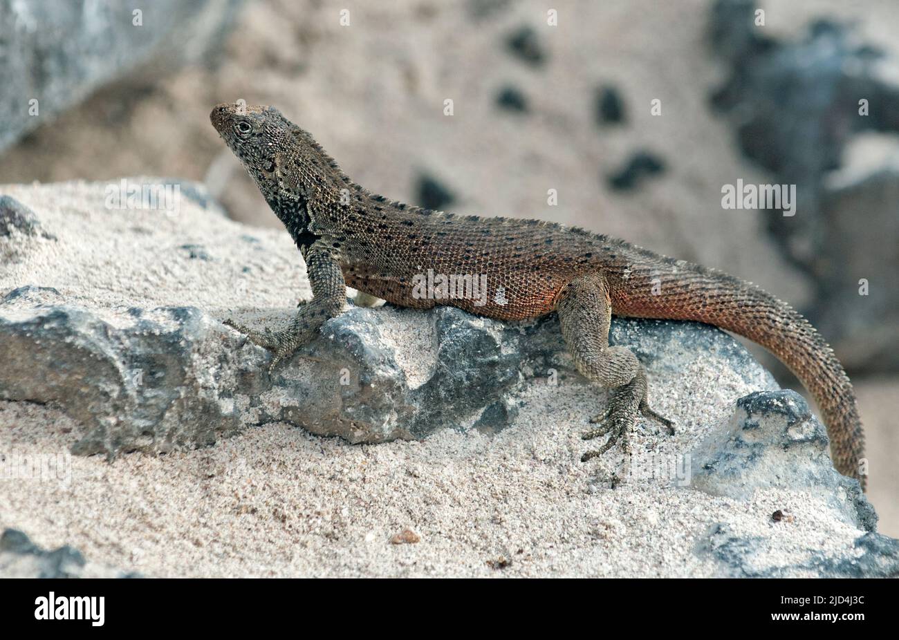 Galapagos lava lizard male microlophus hi-res stock photography and ...