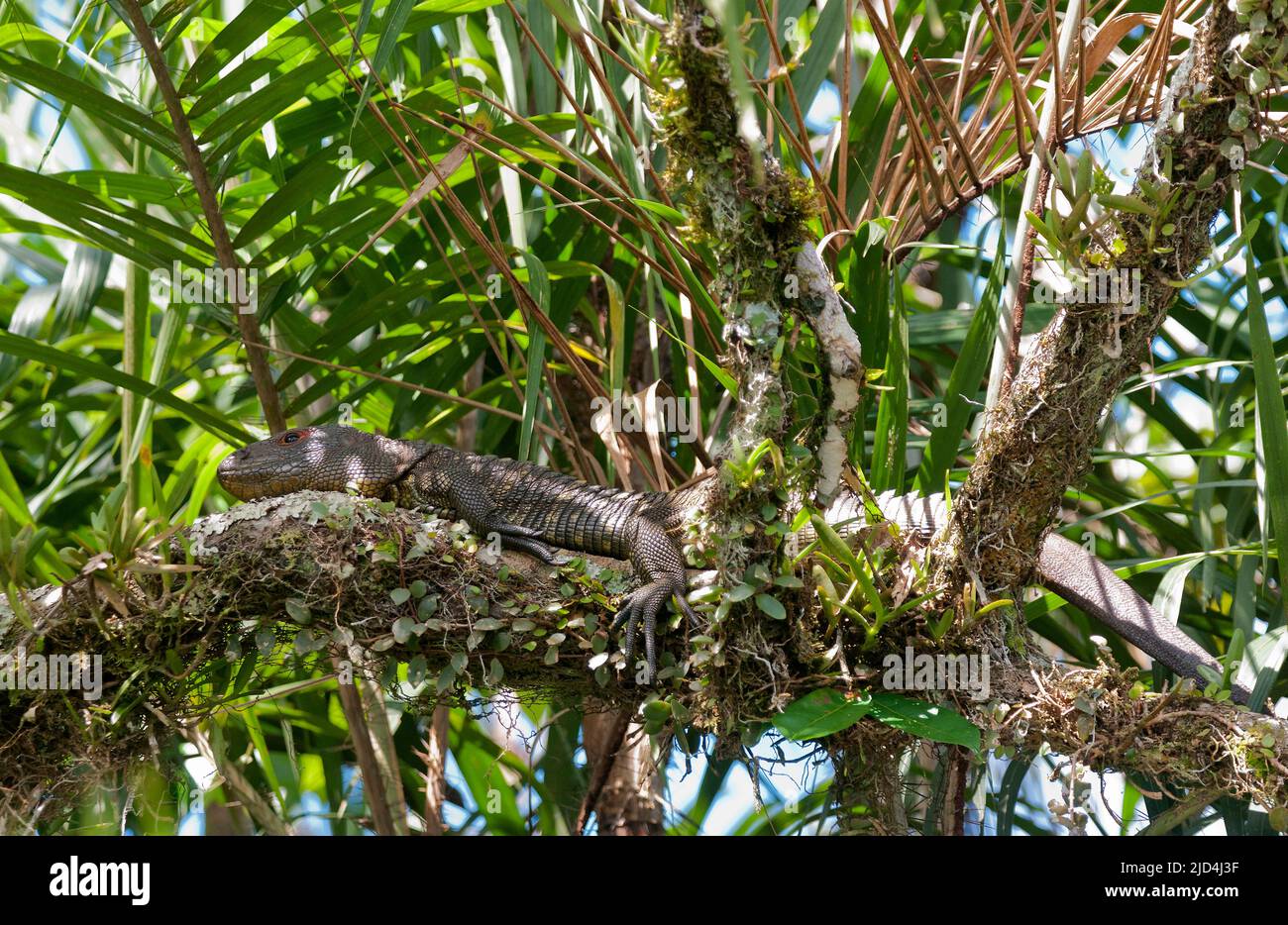Northern Caiman Lizard (Dracaena guianensis) resting on a log at Lake ...