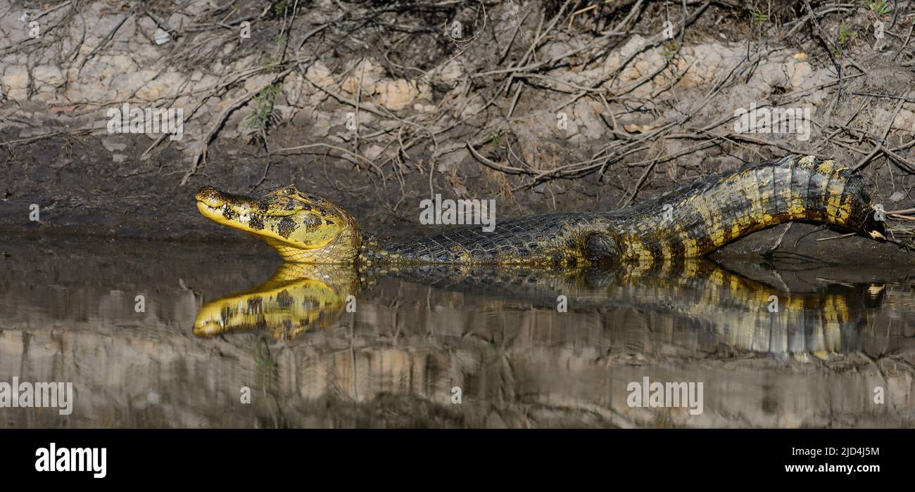 Caiman (Caiman yacare) in Cuiaba River, Porto Jofre, Pantanal, Brazil ...