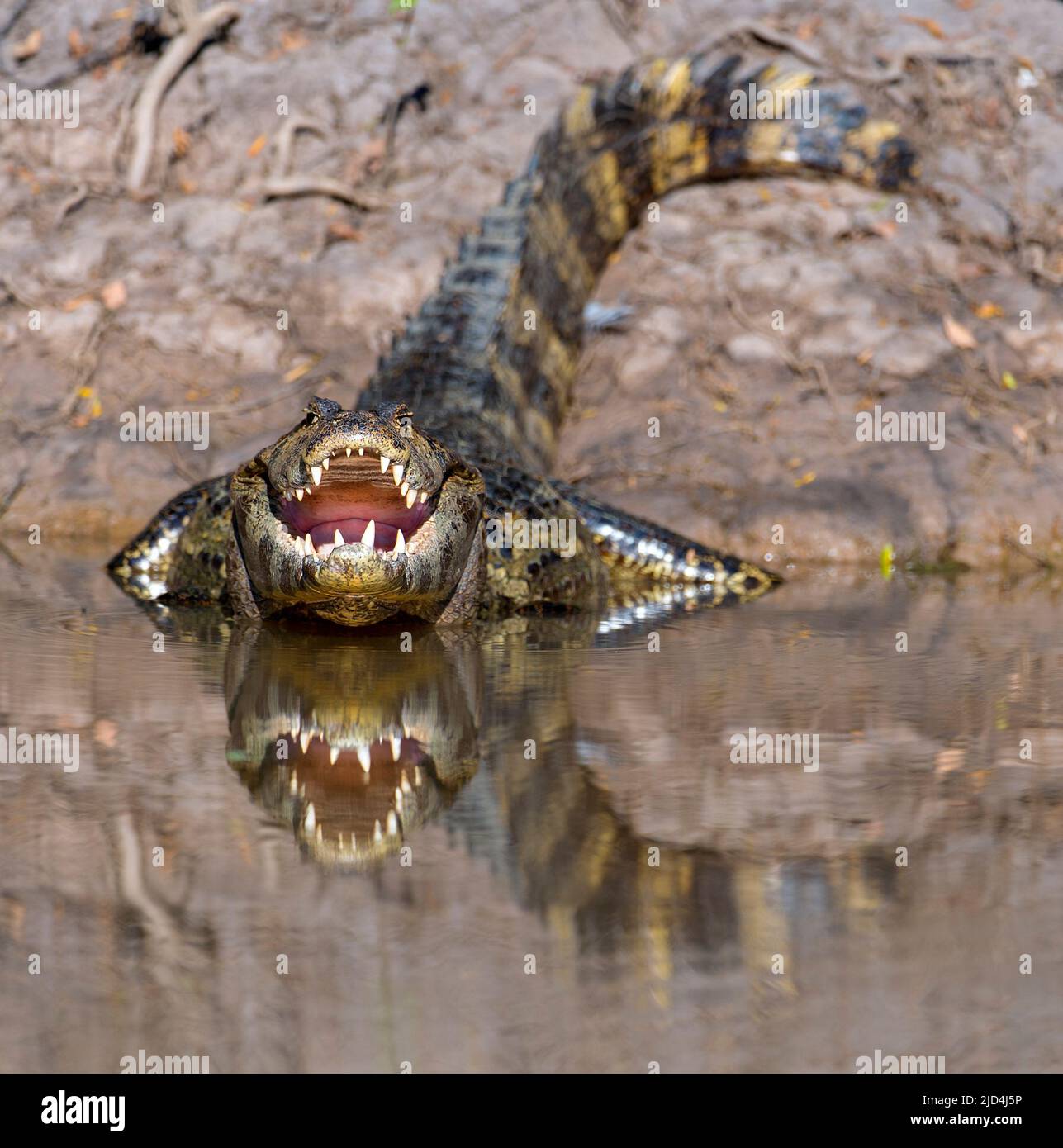 Caiman (Caiman yacare) in Cuiaba River, Porto Jofre, Pantanal, Brazil ...