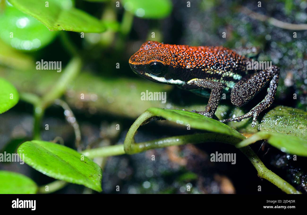 Ruby Poison Frog (Ameerega parvula) from the rainforest of La Selva ...