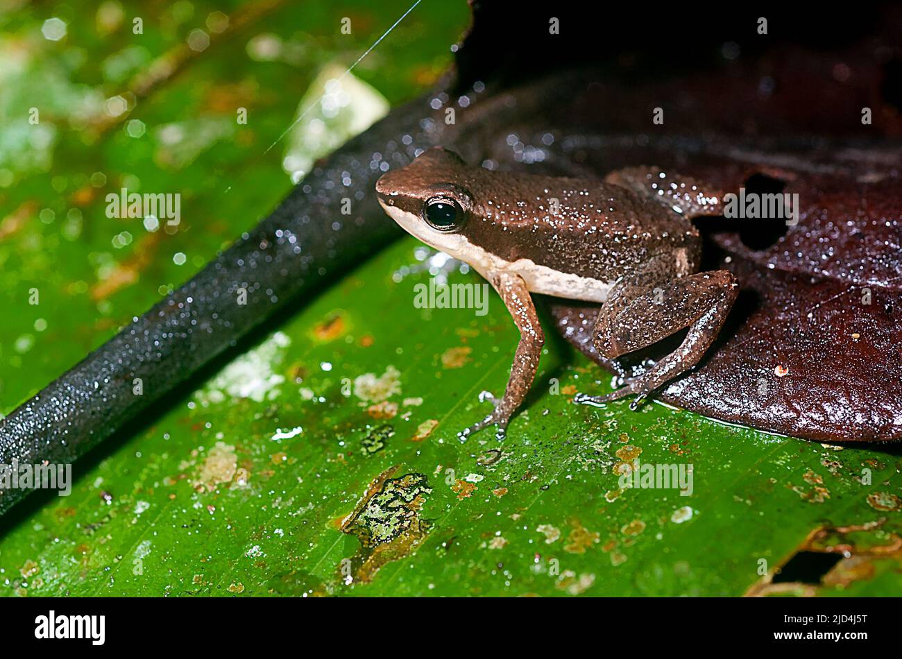 Dull Rocket Rfrog Allobates Sp Possoibly A Marchesinatus From