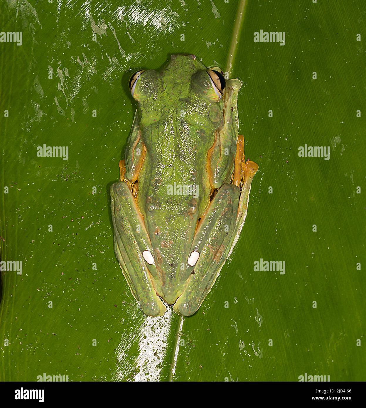 Wallace's Flying Frog ( Rhacophorus nigropalmatus) from Deramakot ...