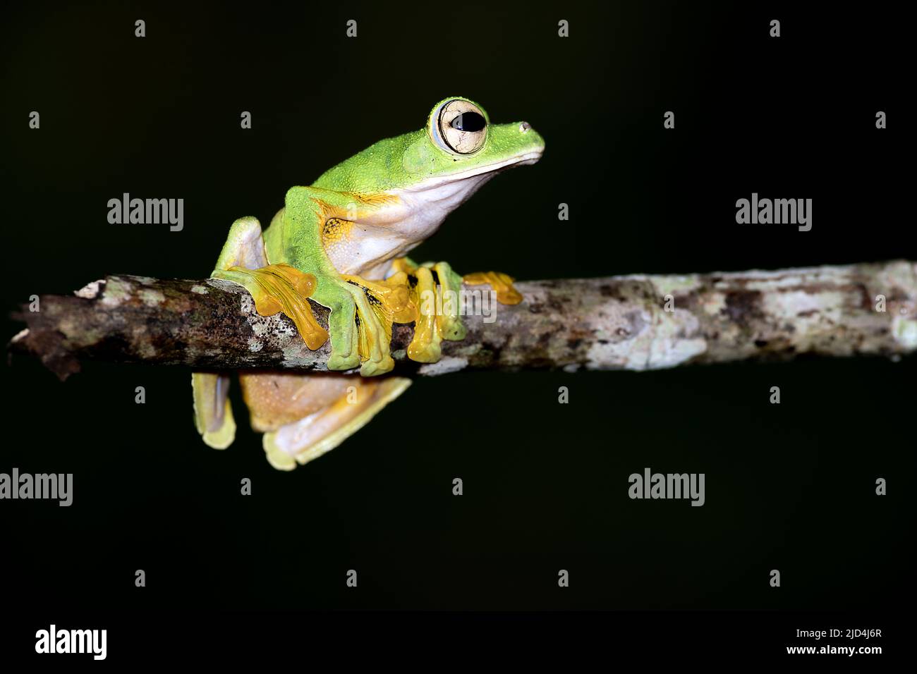 Wallace's Flying Frog ( Rhacophorus nigropalmatus) from Deramakot ...