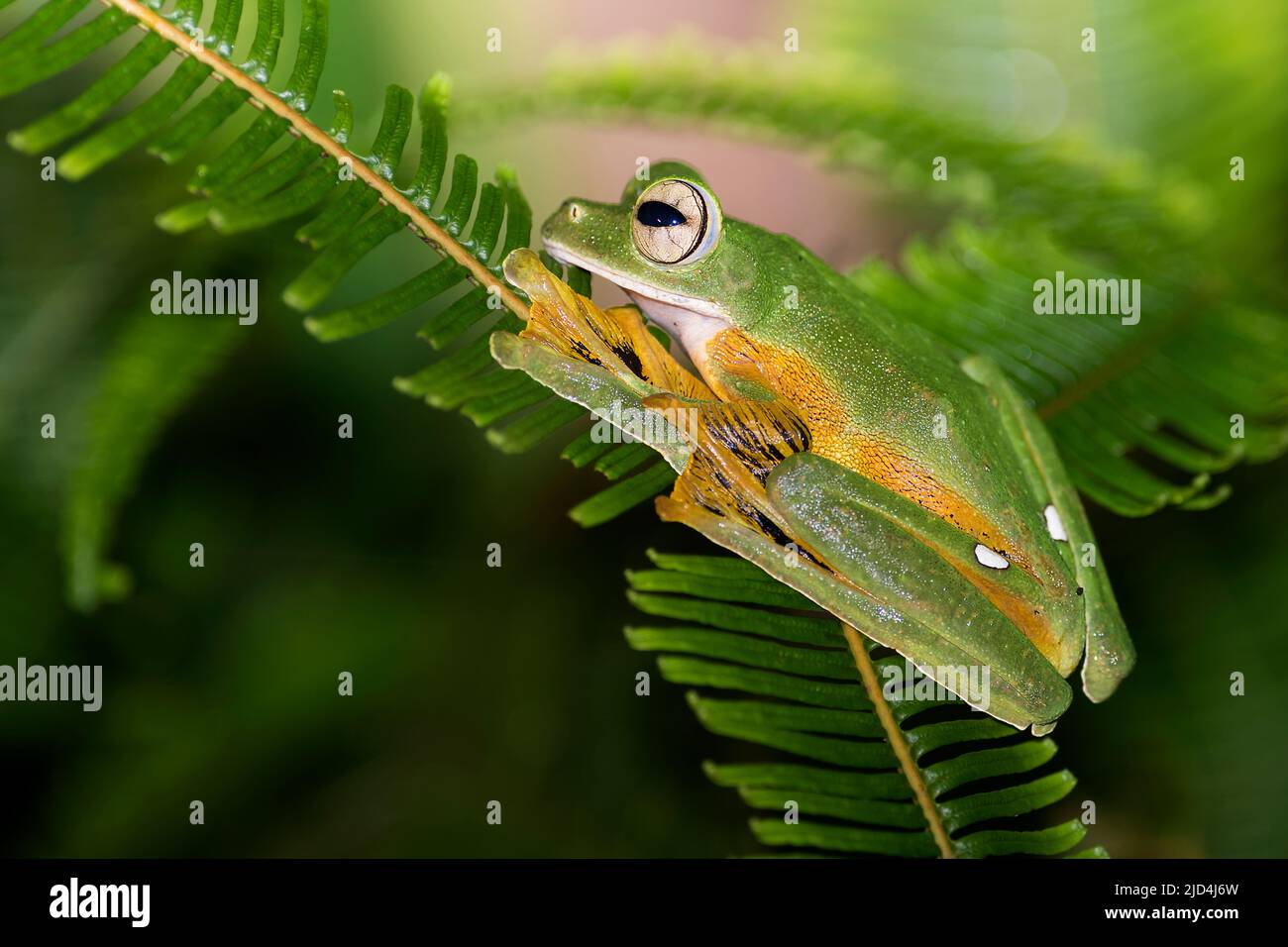 Wallace's Flying Frog ( Rhacophorus nigropalmatus) from Deramakot ...