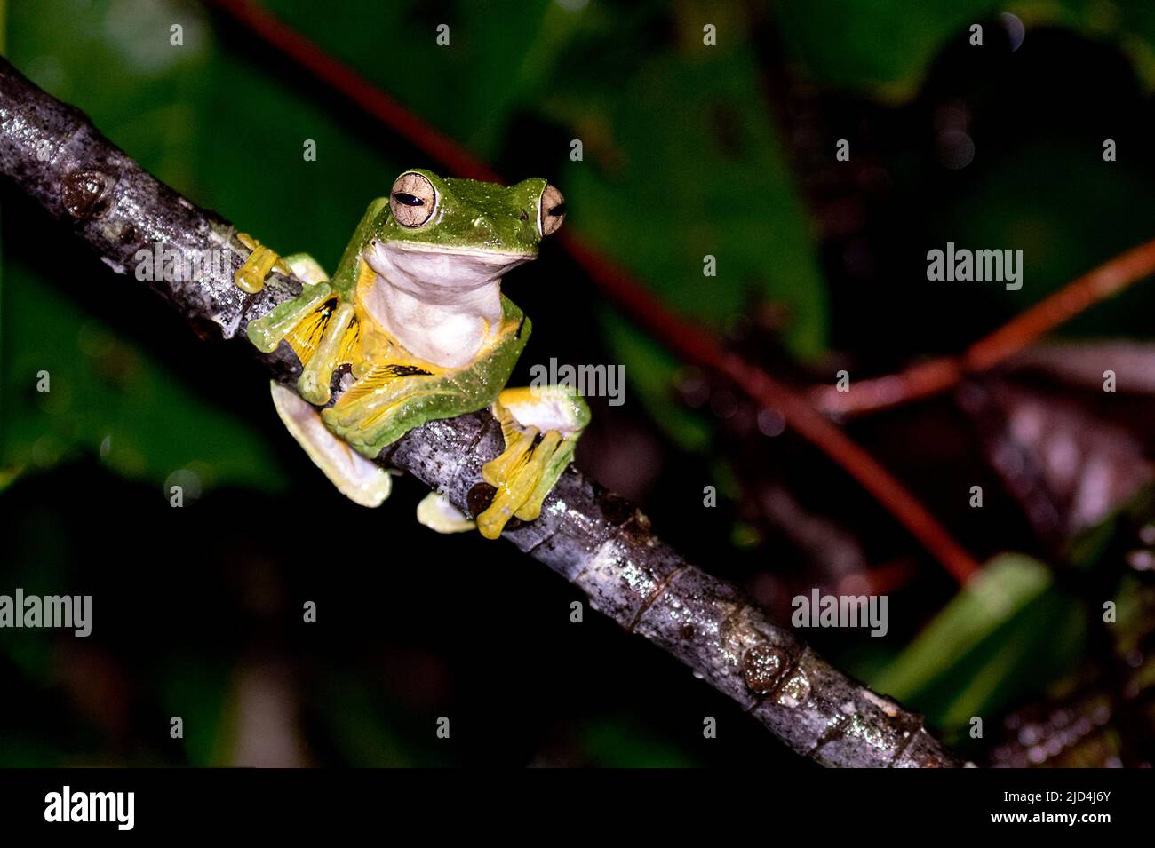 Wallace's Flying Frog ( Rhacophorus nigropalmatus) from Deramakot ...