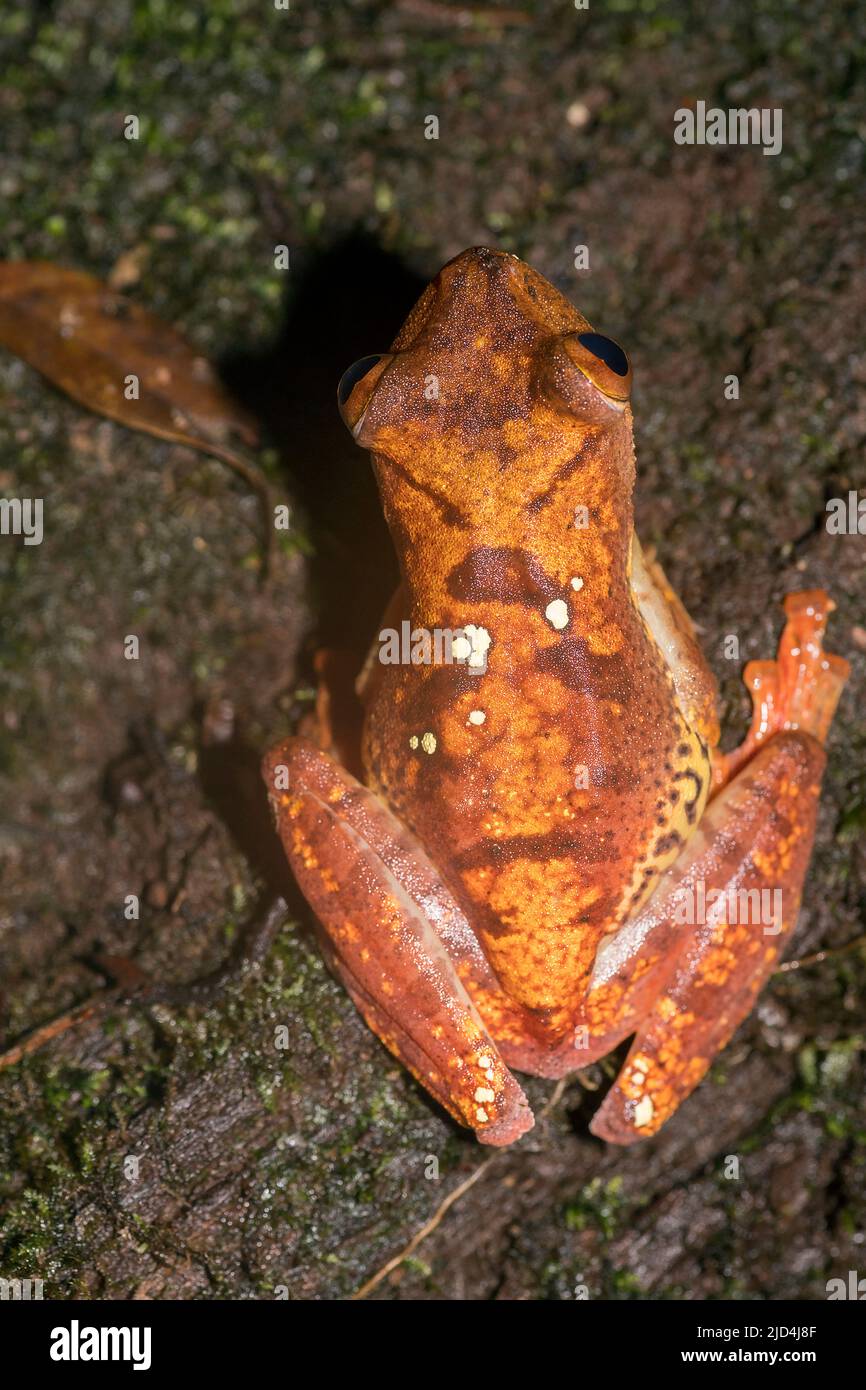 Harlequin Tree Frogs (Rhacophorus pardalis) from Kubah National Park ...