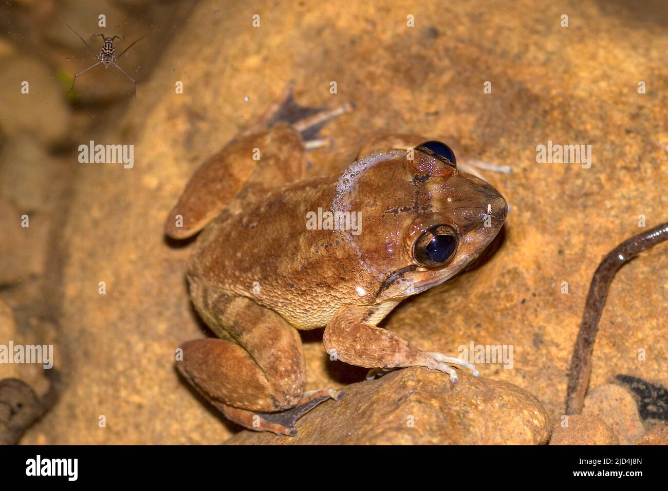 Limnonectes sp hi-res stock photography and images - Alamy