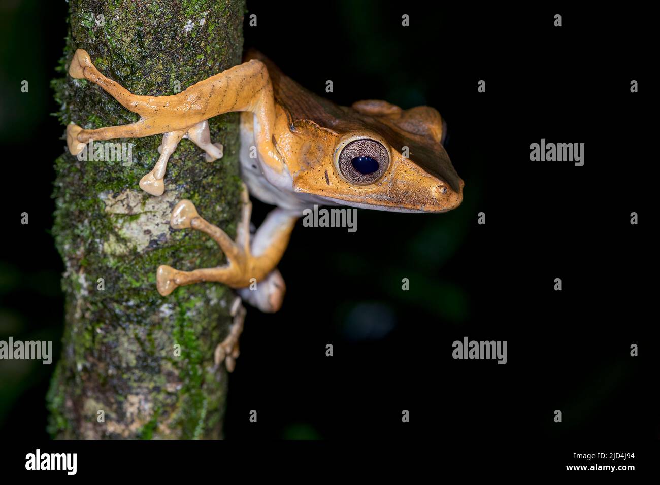 File-eared Tree Frog (Polypedates otilophus) from Kubah National Park ...