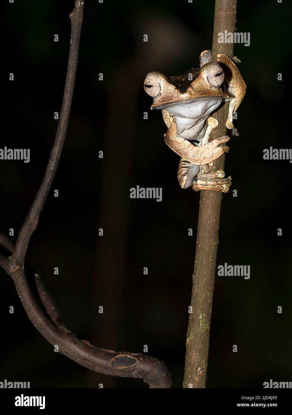 File-eared Tree Frog (Polypedates otilophus) from Kubah National Park ...