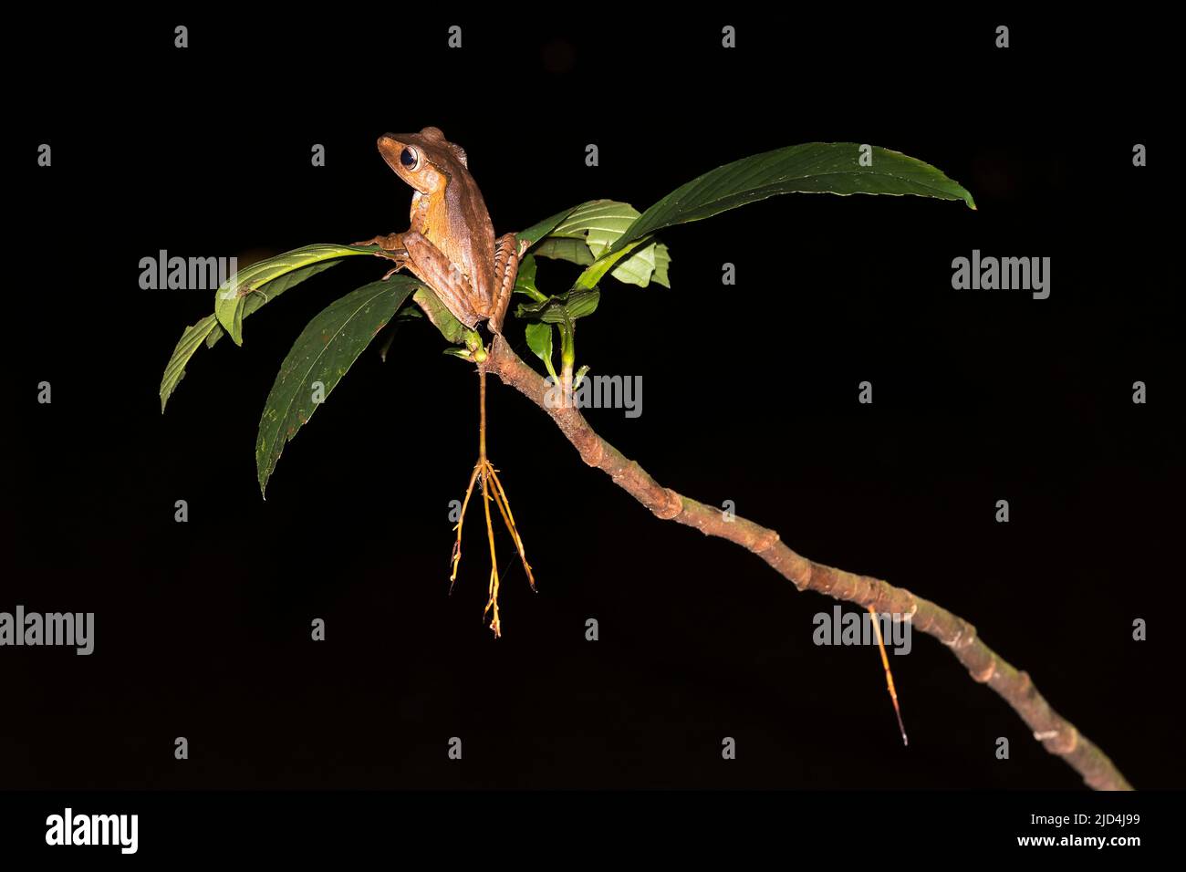 File-eared Tree Frog (Polypedates otilophus) from Kubah National Park ...