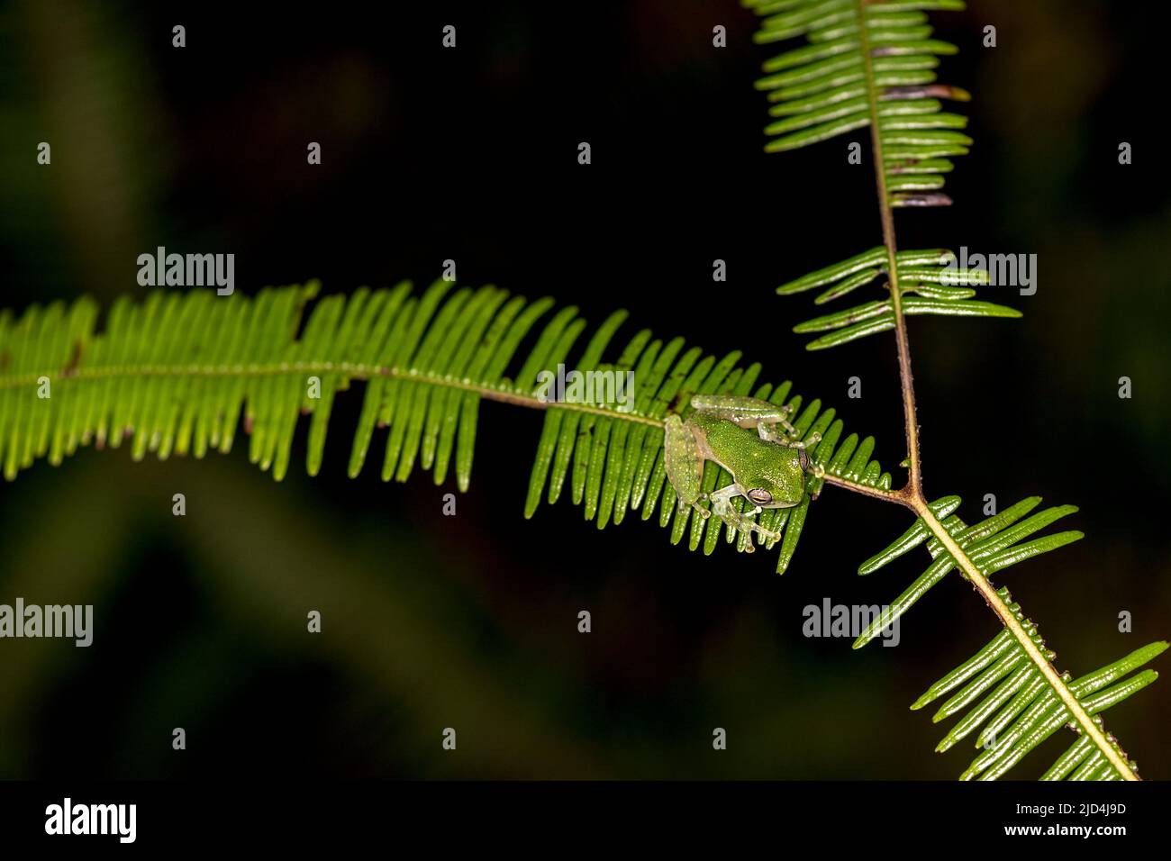 White-eared Tree Frog (Feihyla kajau) from Kuban National Park, Sarawak ...